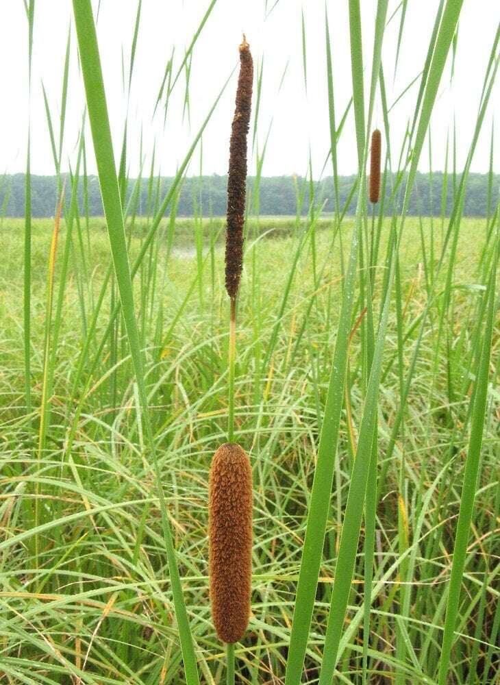 Knowing Your Cattails and How to Control Them