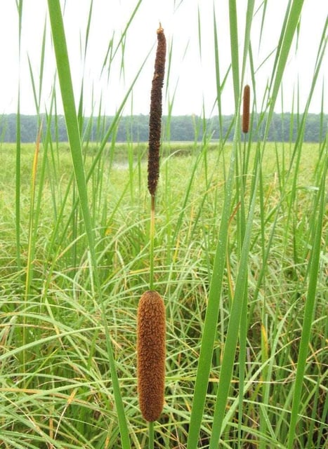 Knowing Your Cattails and How to Control Them