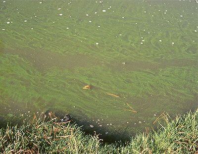 What Kind of Algae Is in Your Pond? A Guide to Common Algae Types