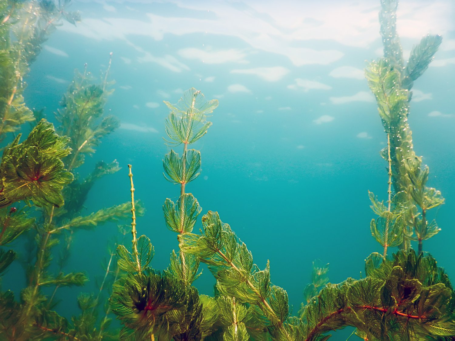 What Kind of Algae Is in Your Pond? A Guide to Common Algae Types