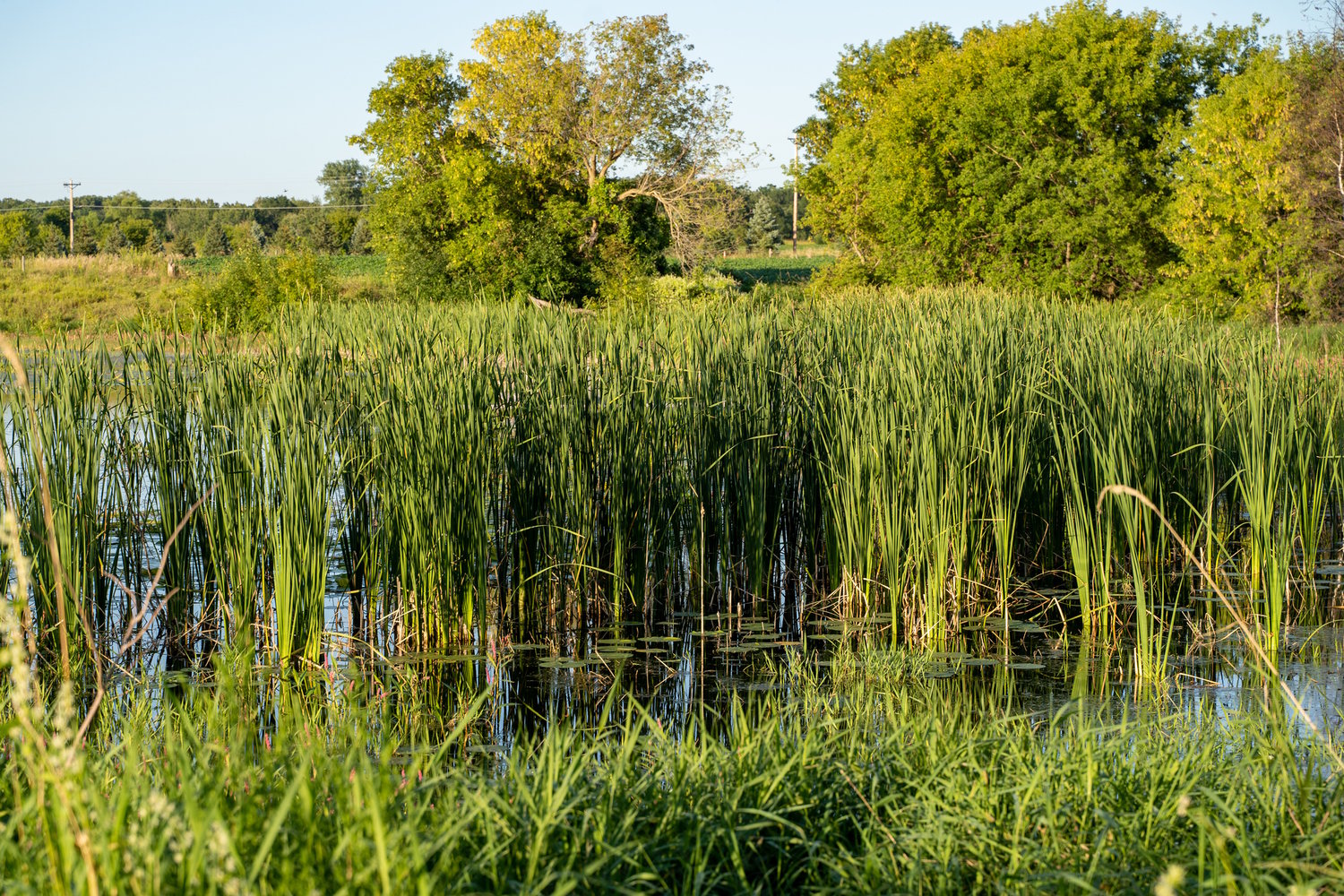 Knowing Your Cattails and How to Control Them