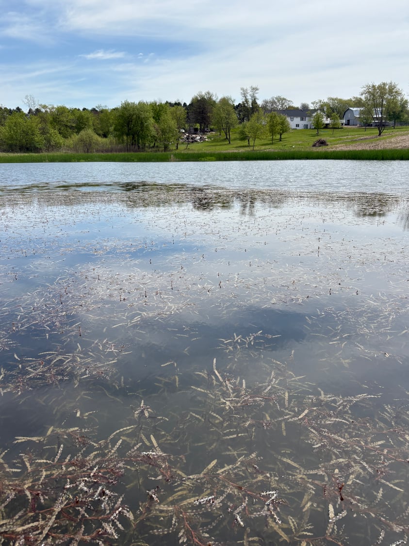 Restoring Pond Edges with Native Wetland Plants in Wisconsin
